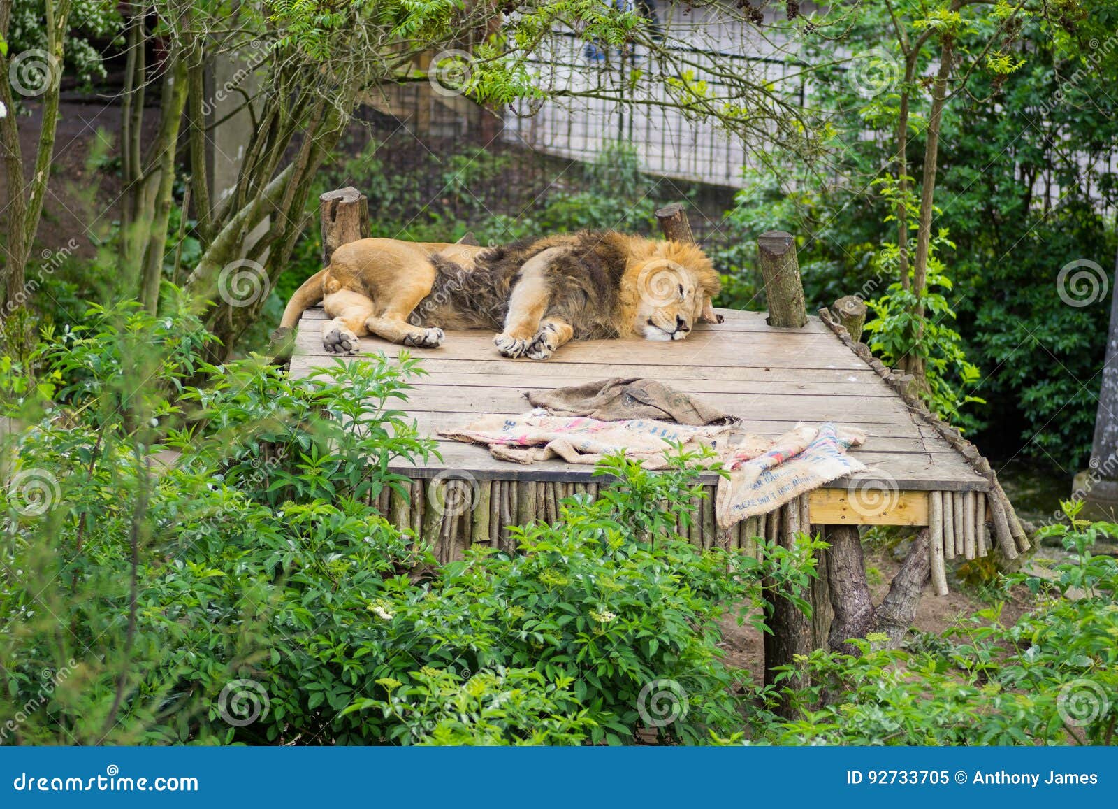 Lion`s den stock image. Image of wood, lion, habitate - 92733705