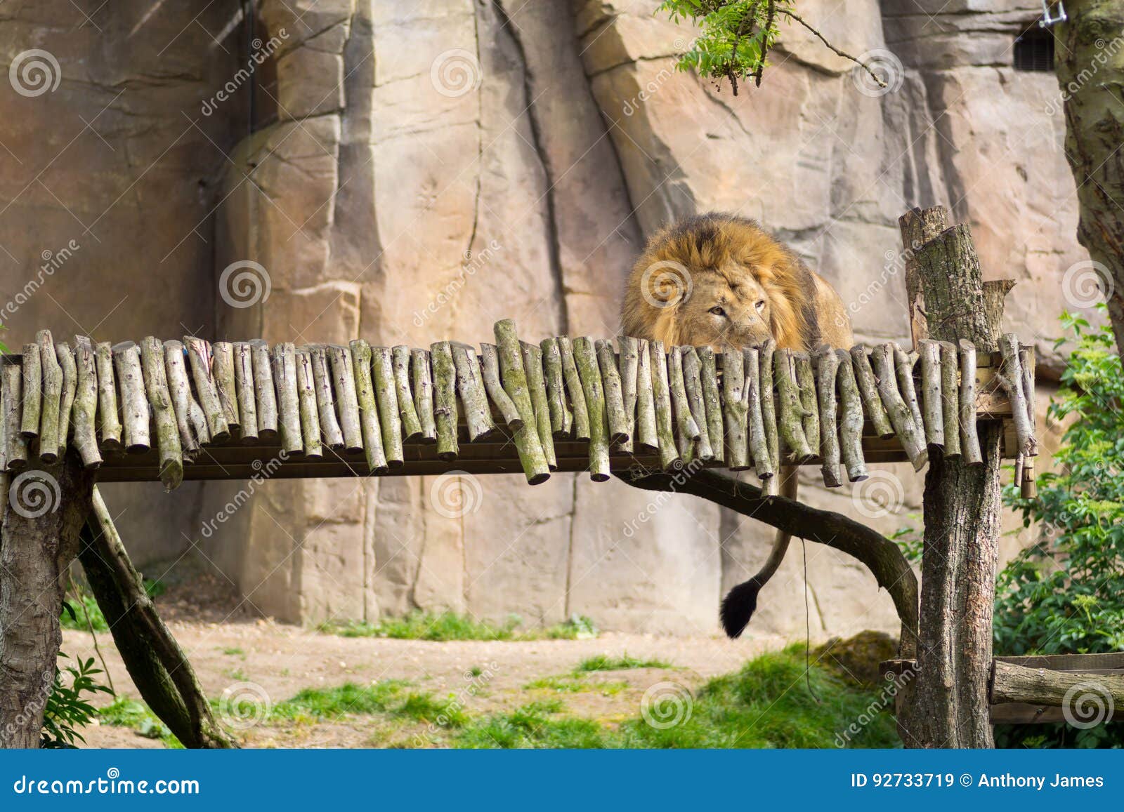 Lion`s den stock image. Image of lion, leaves, comfort - 92733719
