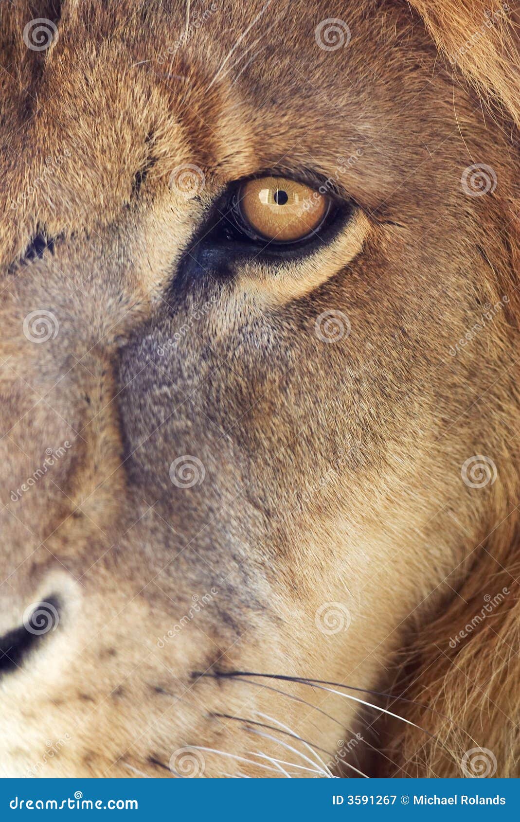 Lion s eye stock image. Image of male, zoology, closeup - 3591267