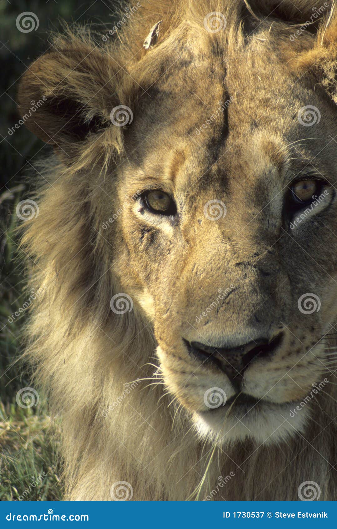 Lion s head, male stock image. Image of strong, eater - 1730537
