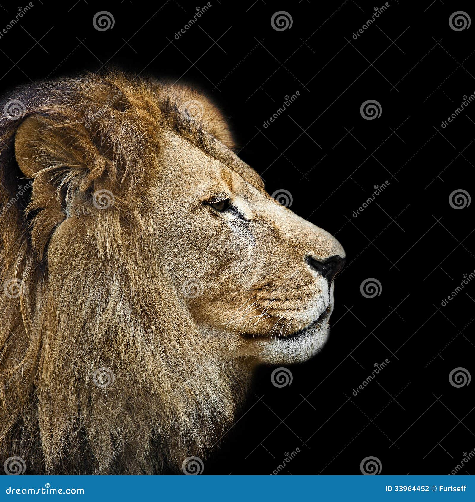 The lion s head in profile stock photo. Image of nature - 33964452