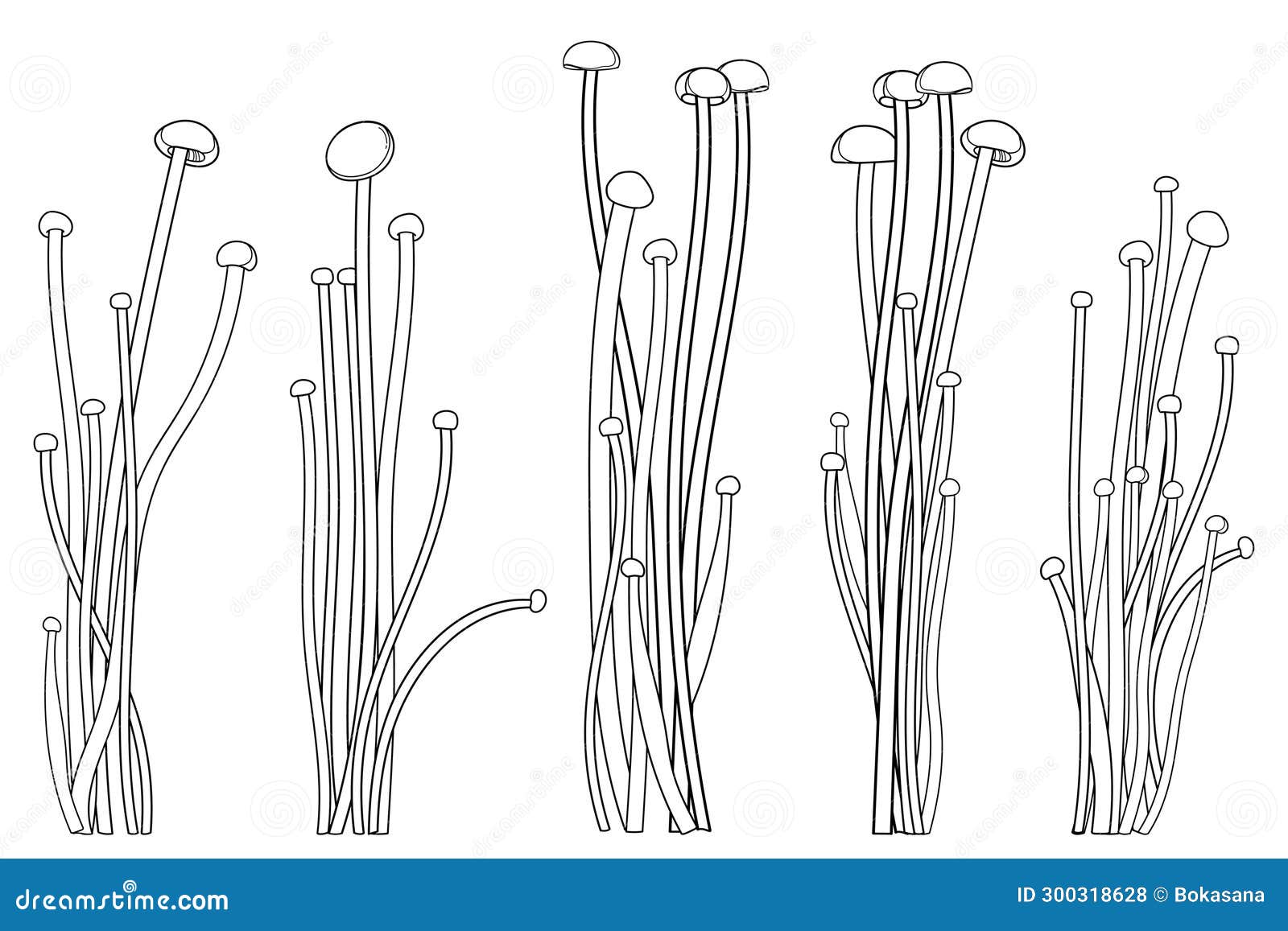 Enoki Mushroom Line Drawing Isolated On White Background Vector ...