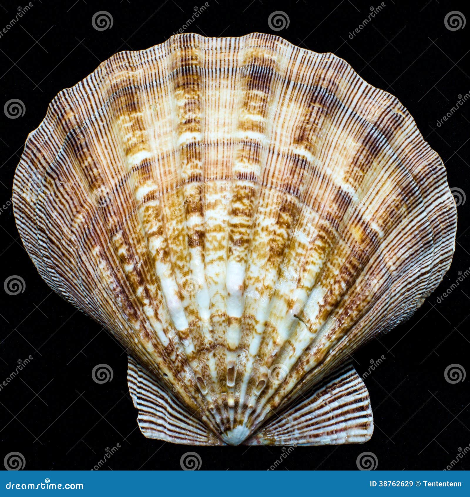 Lion S Paw Scallop Seashell Stock Image - Image of conch, norway: 38762629