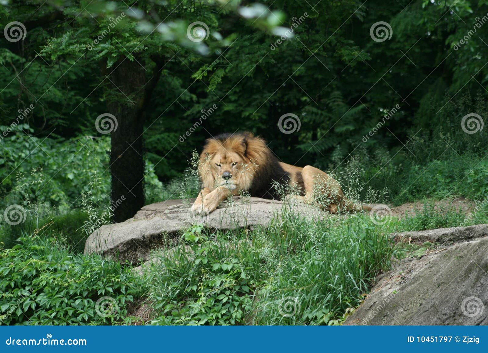 Lion s Perch stock image. Image of animal, exotic, natural - 10451797