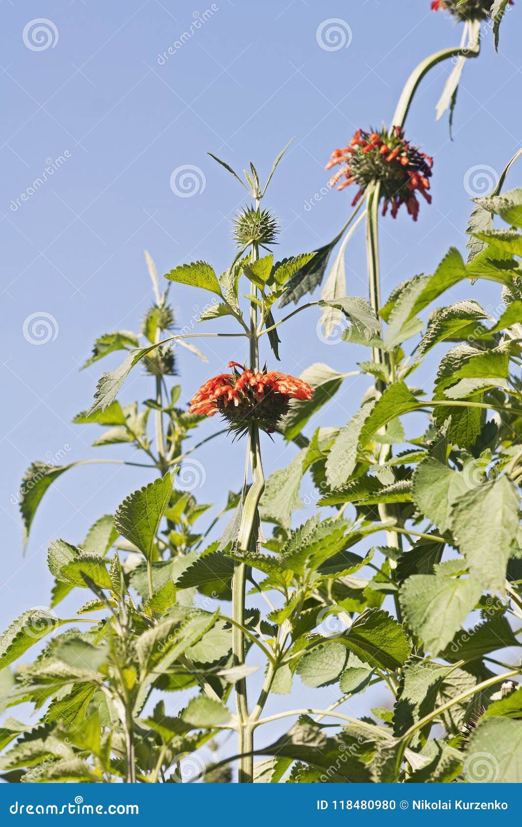 Lion`s tail flowers. stock photo. Image of angiospermae - 118480980