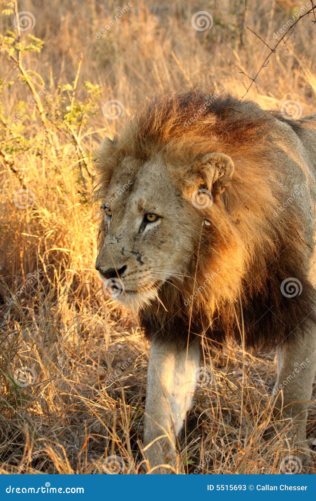 Lion In Sabi Sands Picture. Image: 5515693