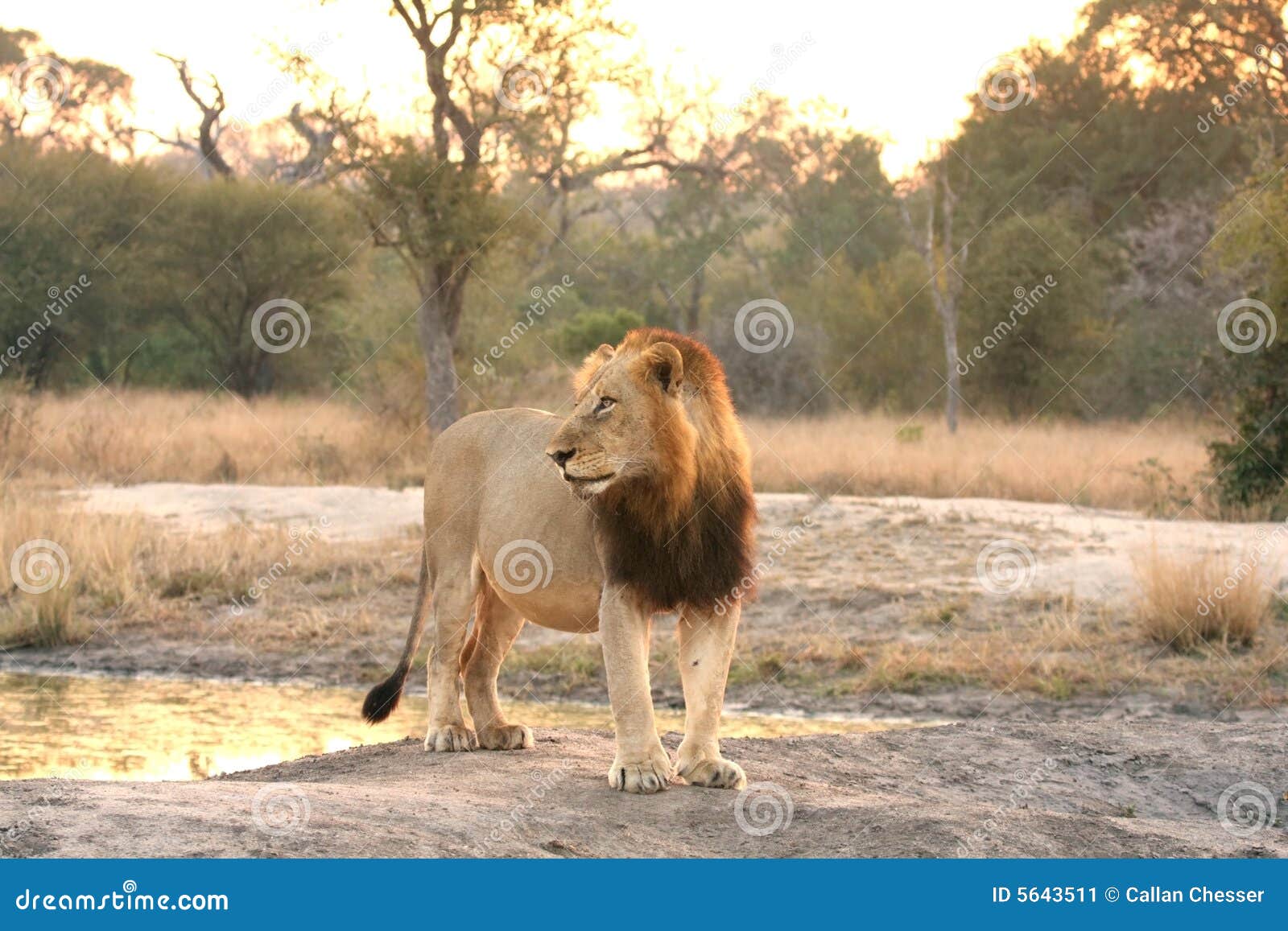 Lion In Sabi Sands Picture. Image: 5643511