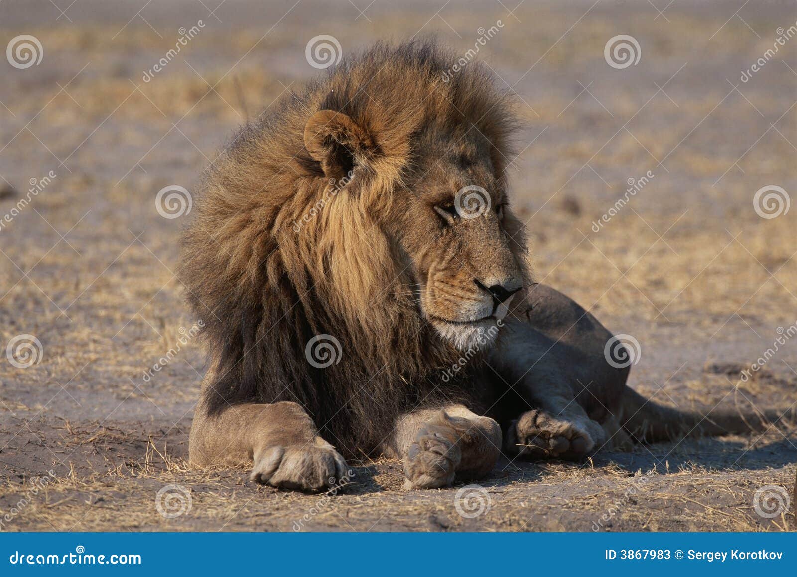 Lion in savanna stock image. Image of africa, mammals - 3867983
