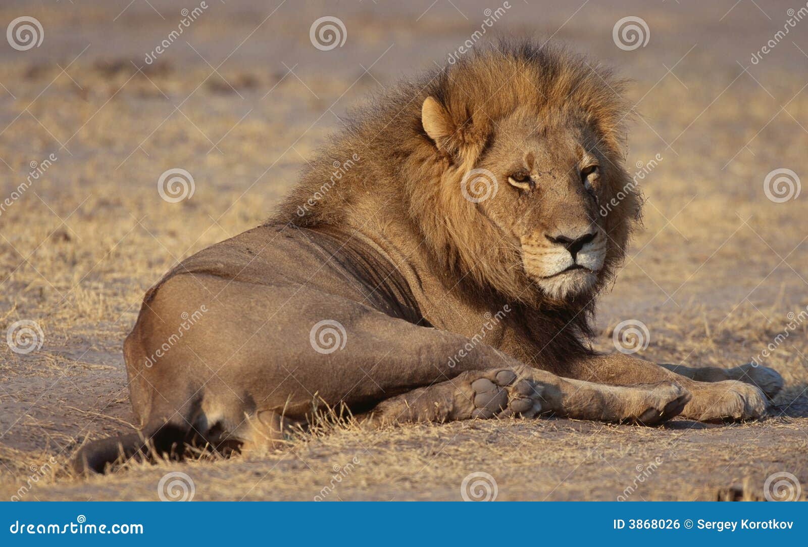 Lion in savanna stock photo. Image of tourism, mammal - 3868026