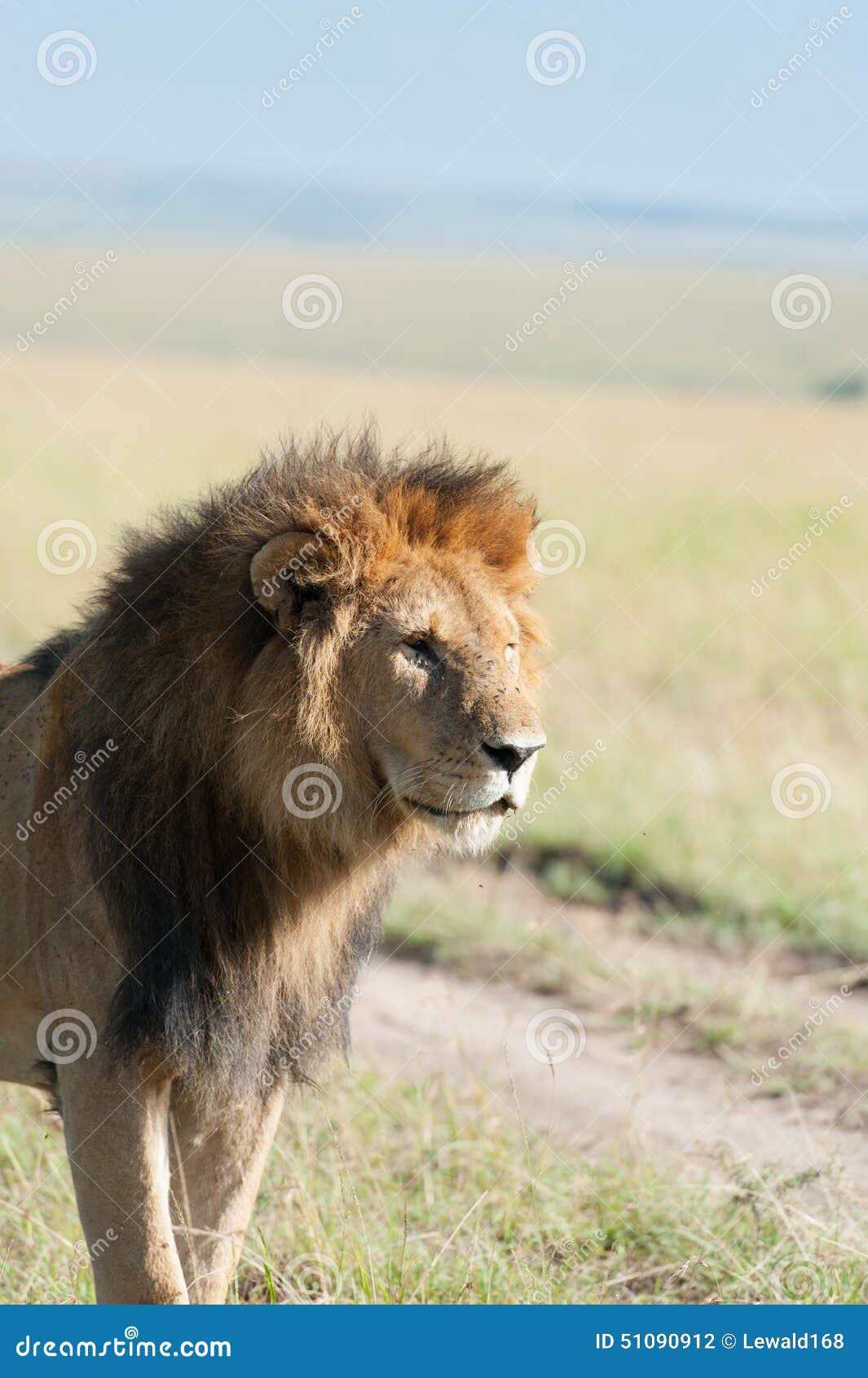 Lion in the Savanna of Africa Stock Photo - Image of animals, safari ...