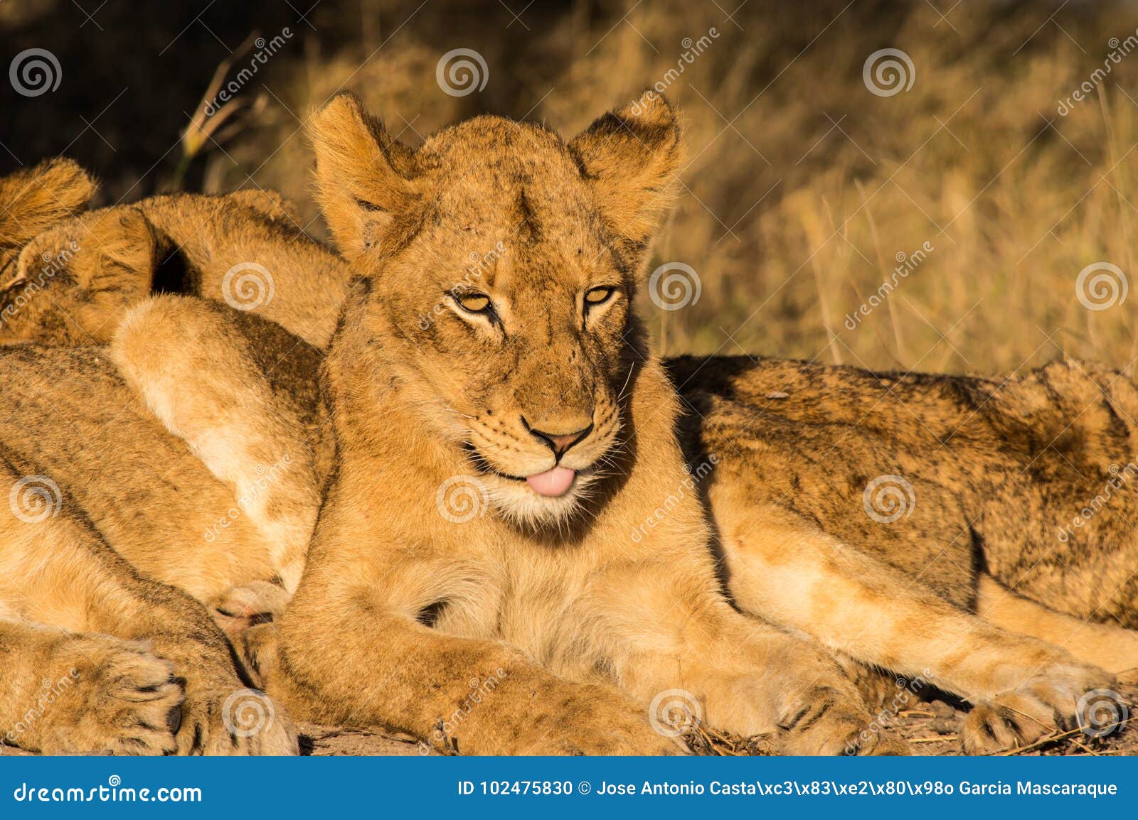 Lion in the Savanna stock photo. Image of wildlife, national - 102475830