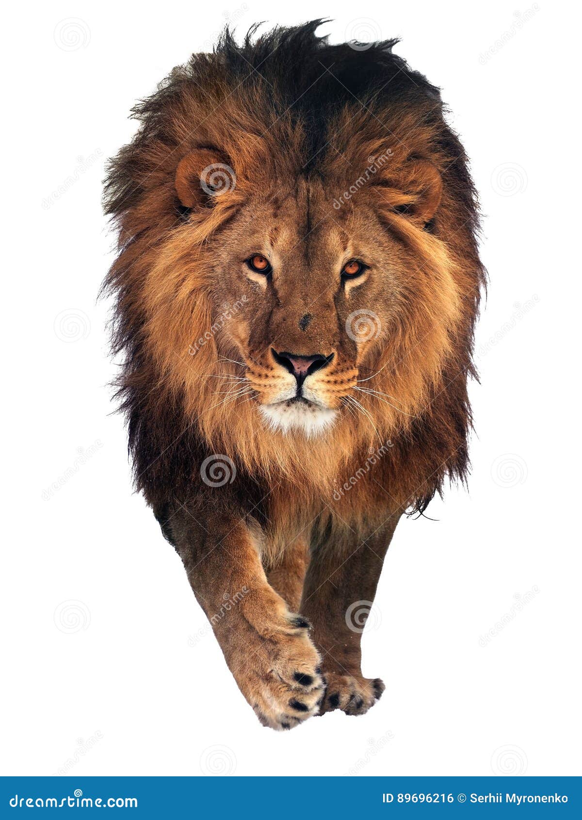 Lion Saying Hello Isolated at White Stock Photo - Image of bright ...