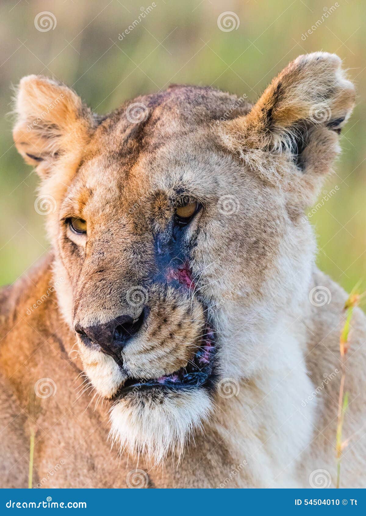 Lion with a scar stock photo. Image of feline, grassland - 54504010