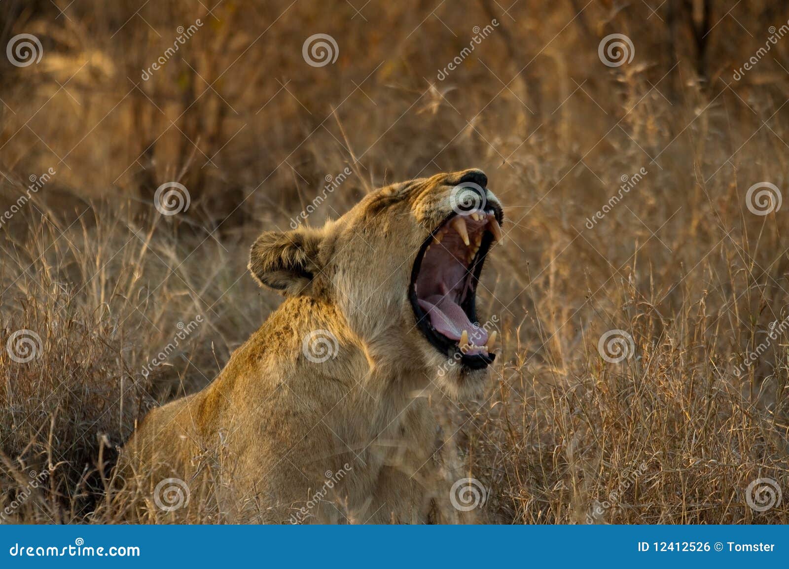 Lion screaming stock photo. Image of south, king, scream - 12412526