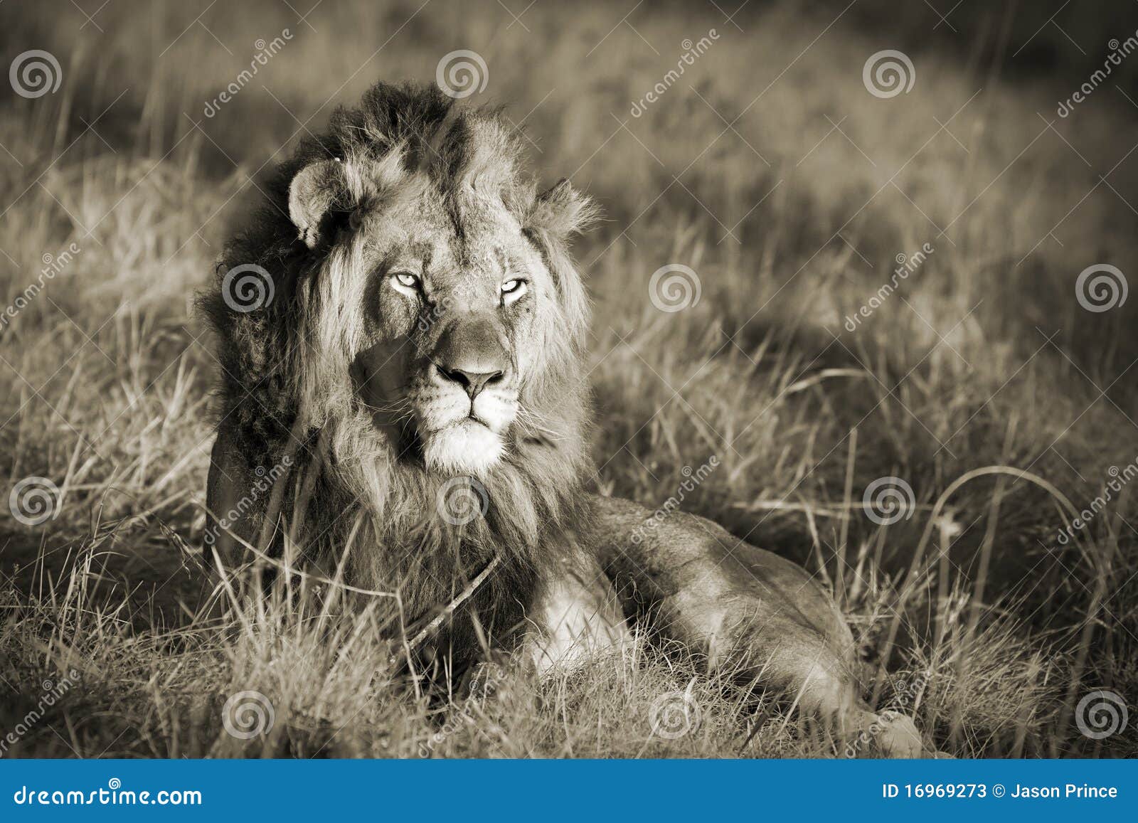 Lion sepia stock image. Image of cape, landscape, eastern - 16969273