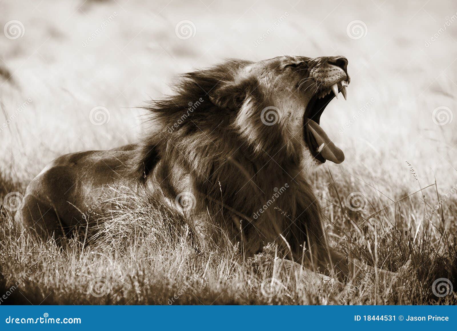 Lion sepia stock image. Image of feline, eastern, fauna - 18444531