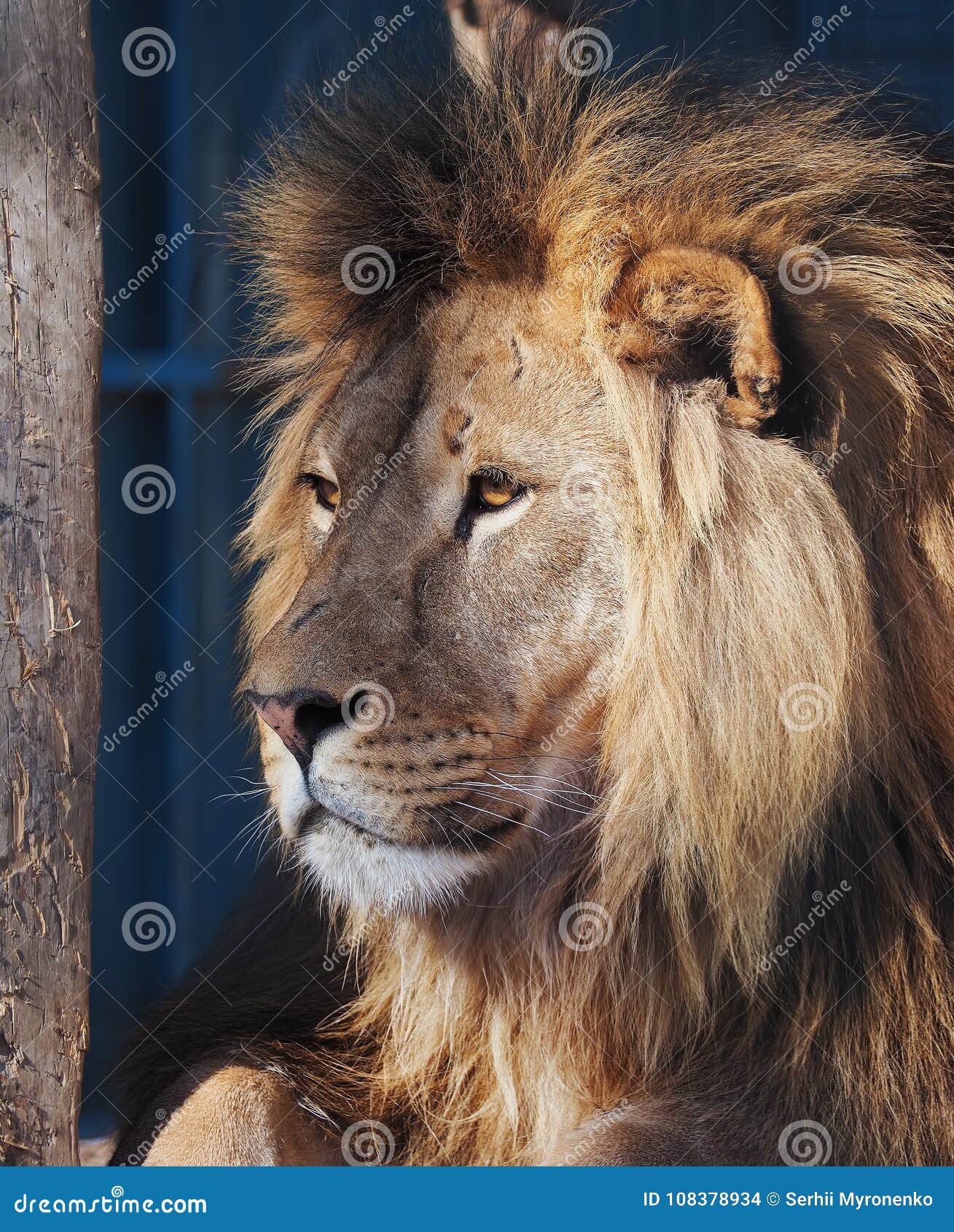 Lion Serious Portrait African Close-up Stock Photo - Image of male ...