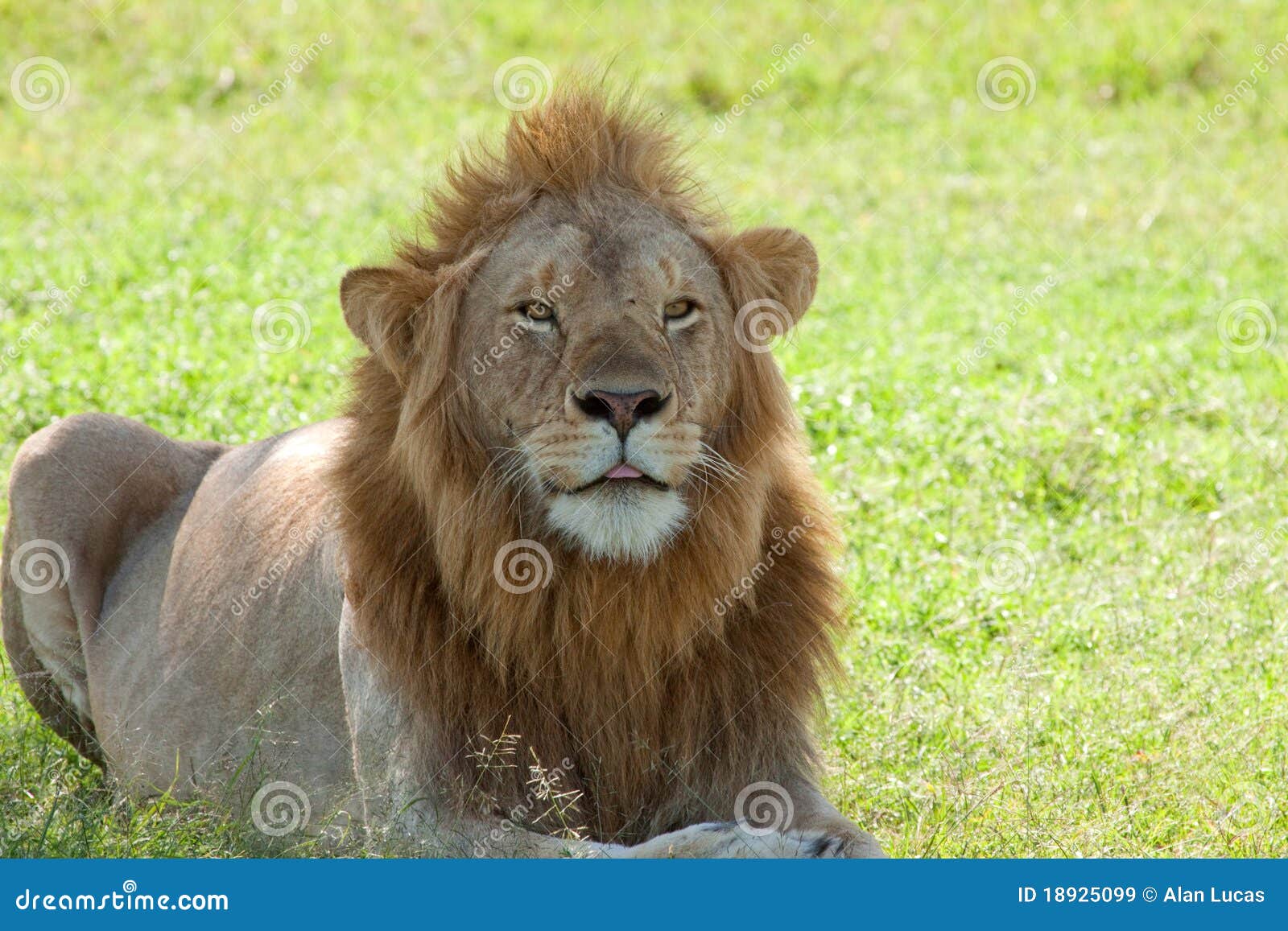 Lion in the Shade stock image. Image of panthera, mara - 18925099