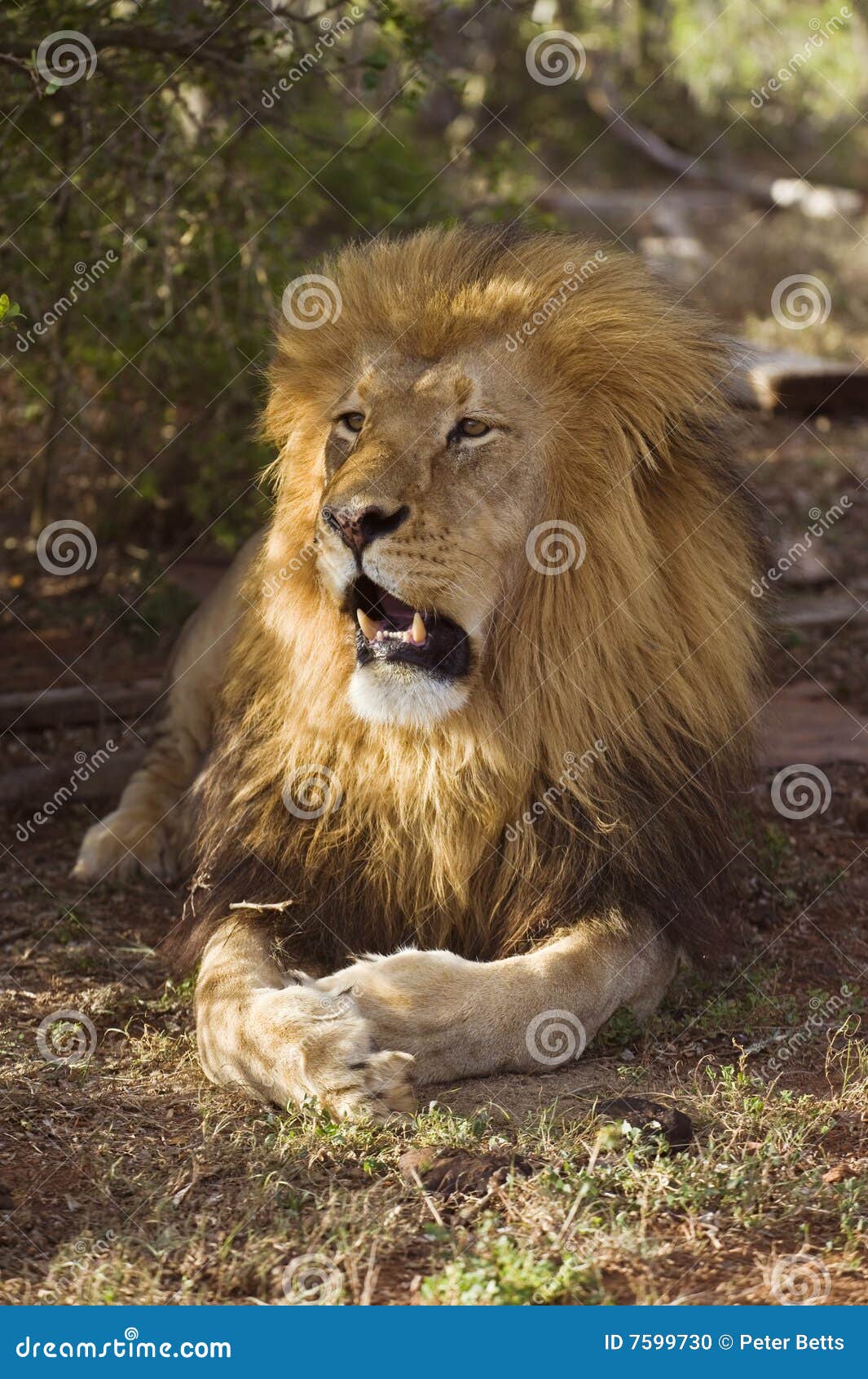 Lion Shade stock photo. Image of muscular, shadows, park - 7599730