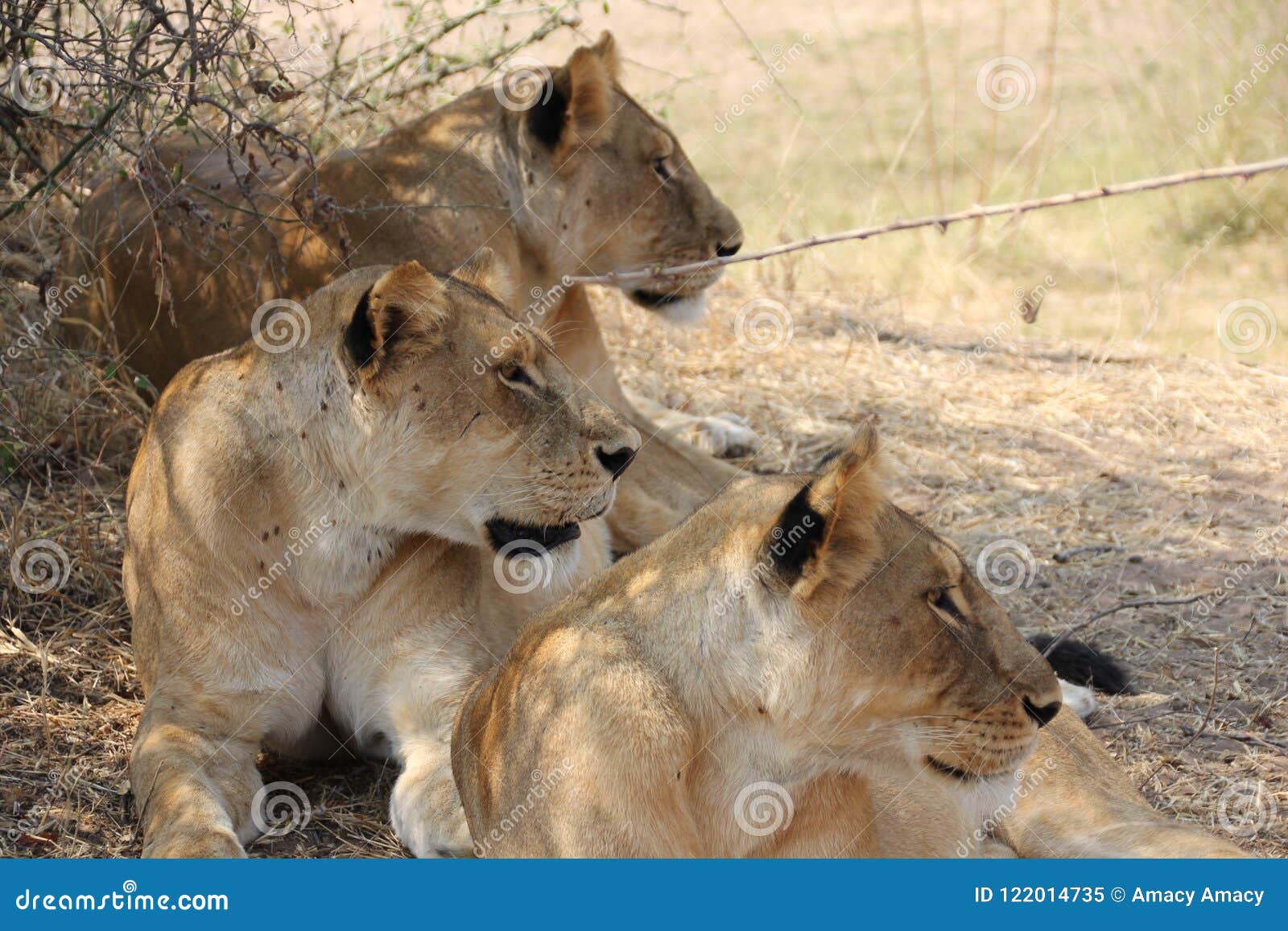Lion Under the Tree at Ruaha National Park Stock Image - Image of lion ...