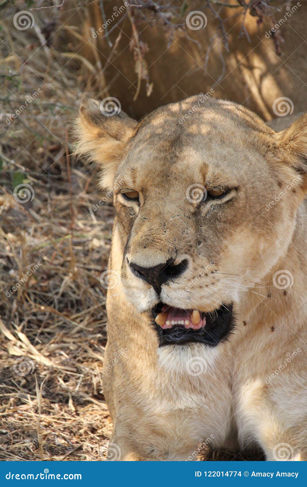 Lion Under the Tree at Ruaha National Park Stock Photo - Image of time ...