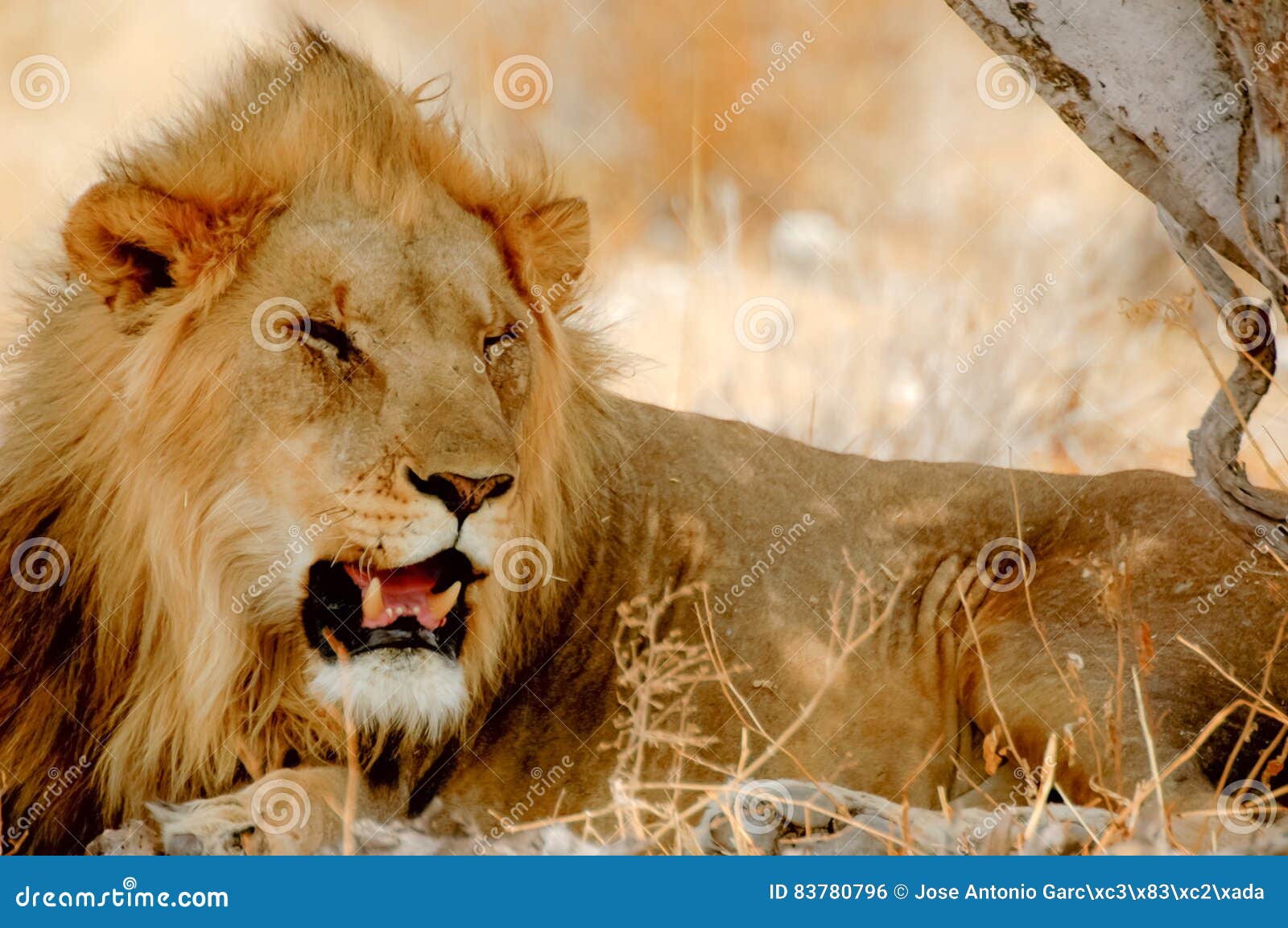 Lion in the shadow stock photo. Image of mammal, rest - 83780796