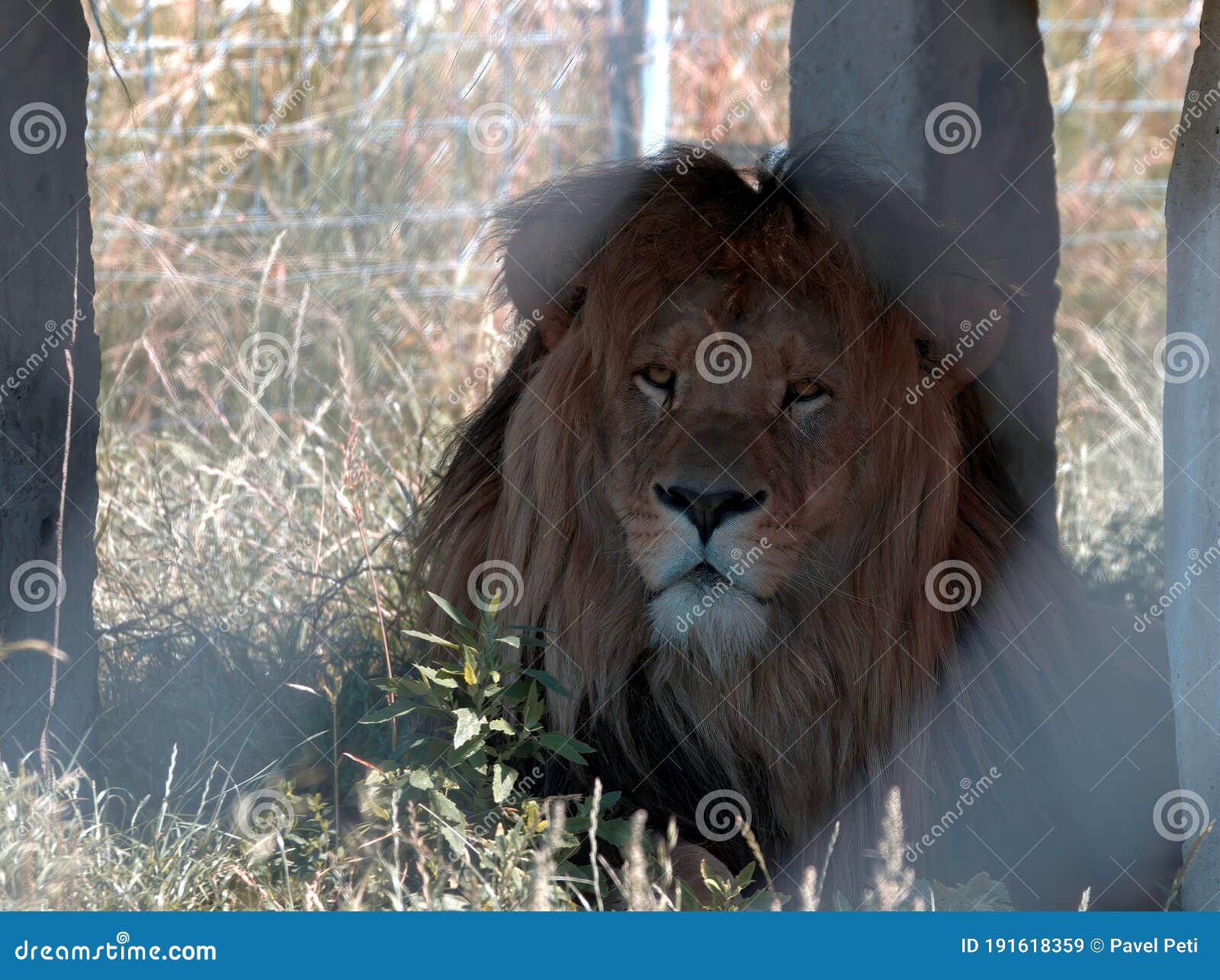Lion in the shadows stock image. Image of season, blue - 191618359