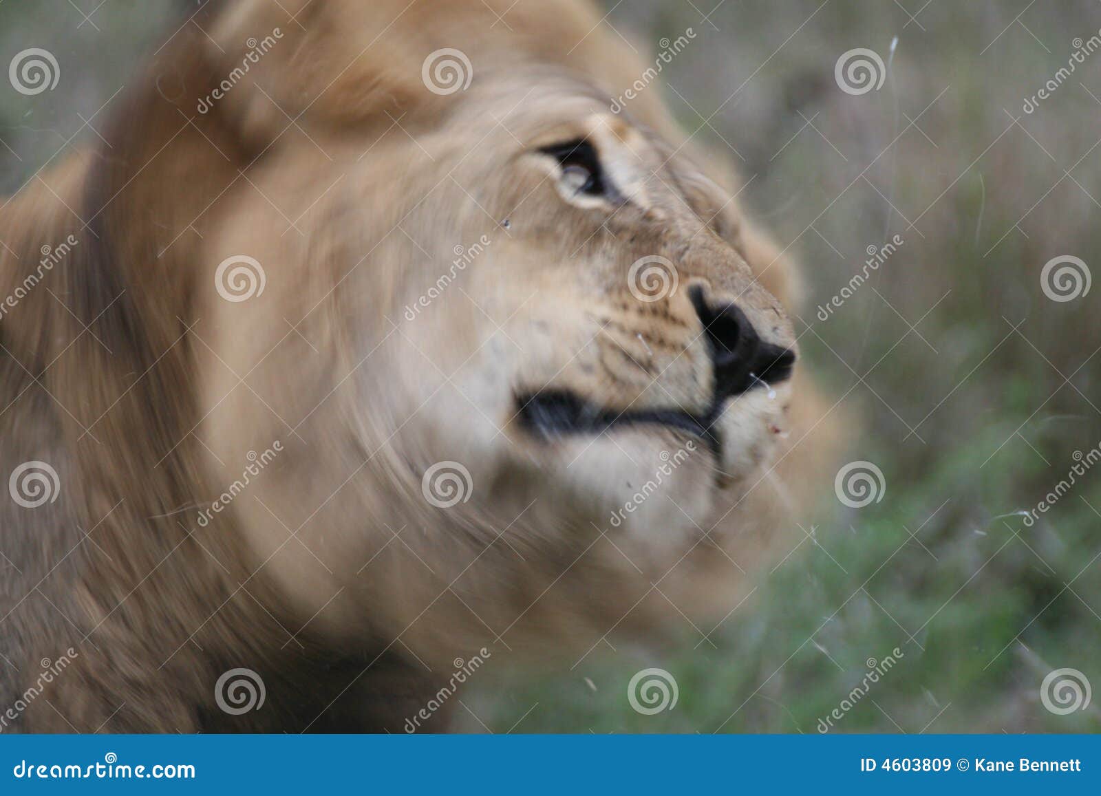 Lion Shaking His Head Picture. Image: 4603809