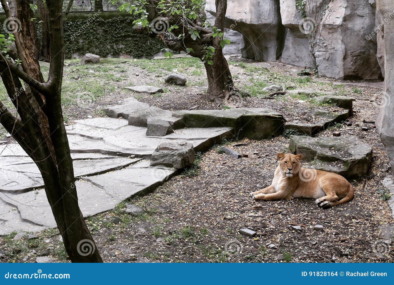 A lion editorial stock image. Image of shanghai, shanghaizoo - 91828164