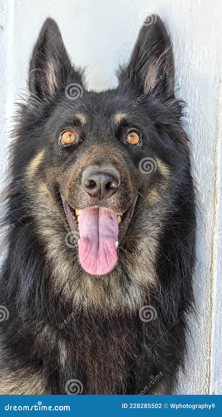 Lion shepherd dog stock photo. Image of yellow, nose - 228285502