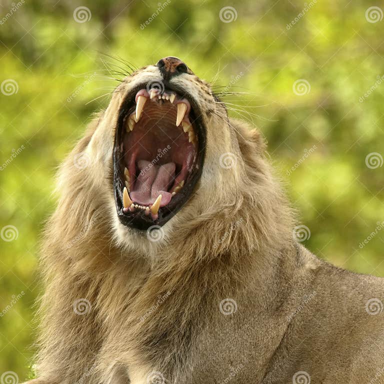 Lion Showing Teeth stock image. Image of kenya, mammal - 13503641