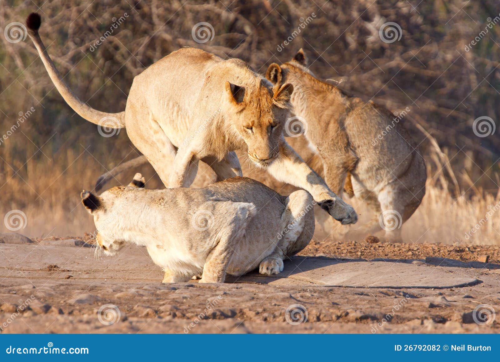 Lion Siblings Play Fighting Stock Photo - Image of bush, travel: 26792082