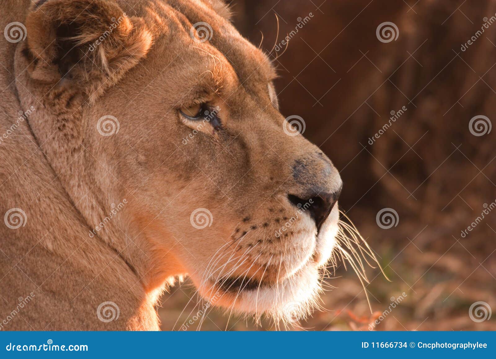 Lion side stock photo. Image of face, brown, whiskers - 11666734