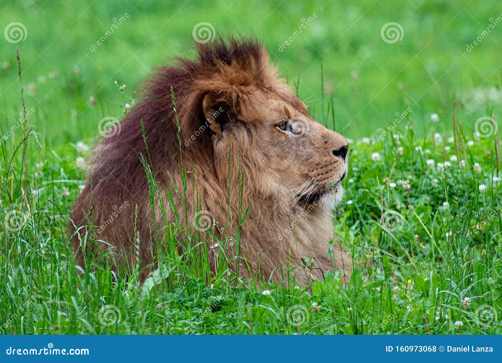 Lion side profile stock photo. Image of lion, cantabria - 160973068