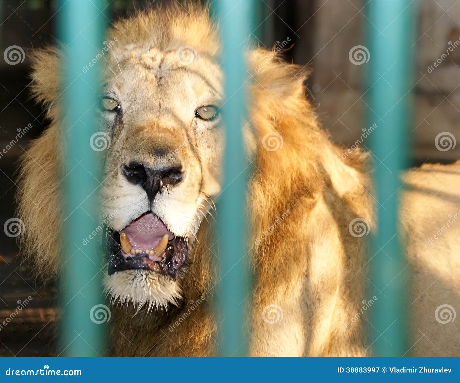 Lion with a Sincere Sight in Cage Stock Image - Image of animals, cage ...