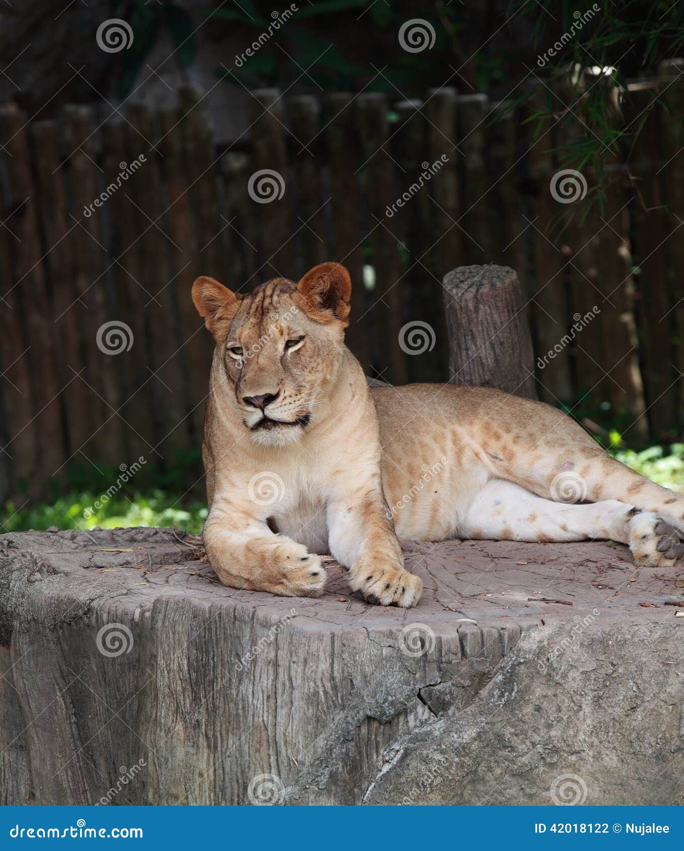 Lion sit on the stone stock photo. Image of hunter, east - 42018122