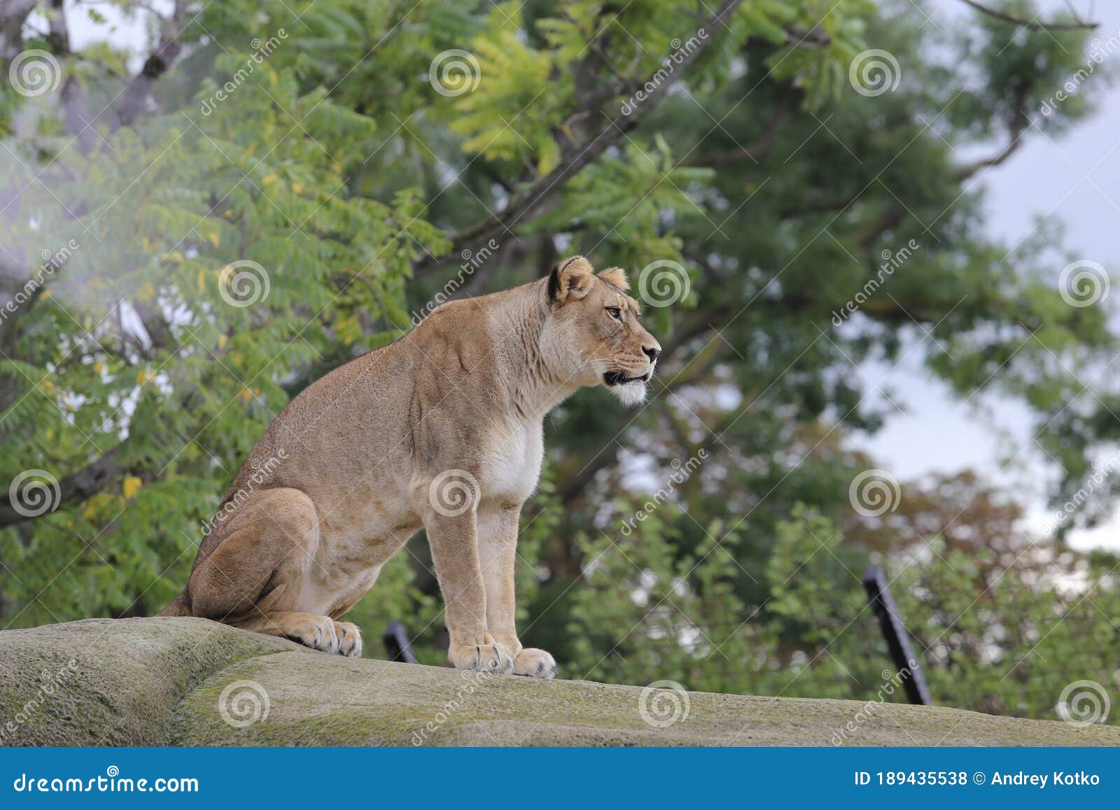Lion sit on stone. stock photo. Image of cute, green - 189435538