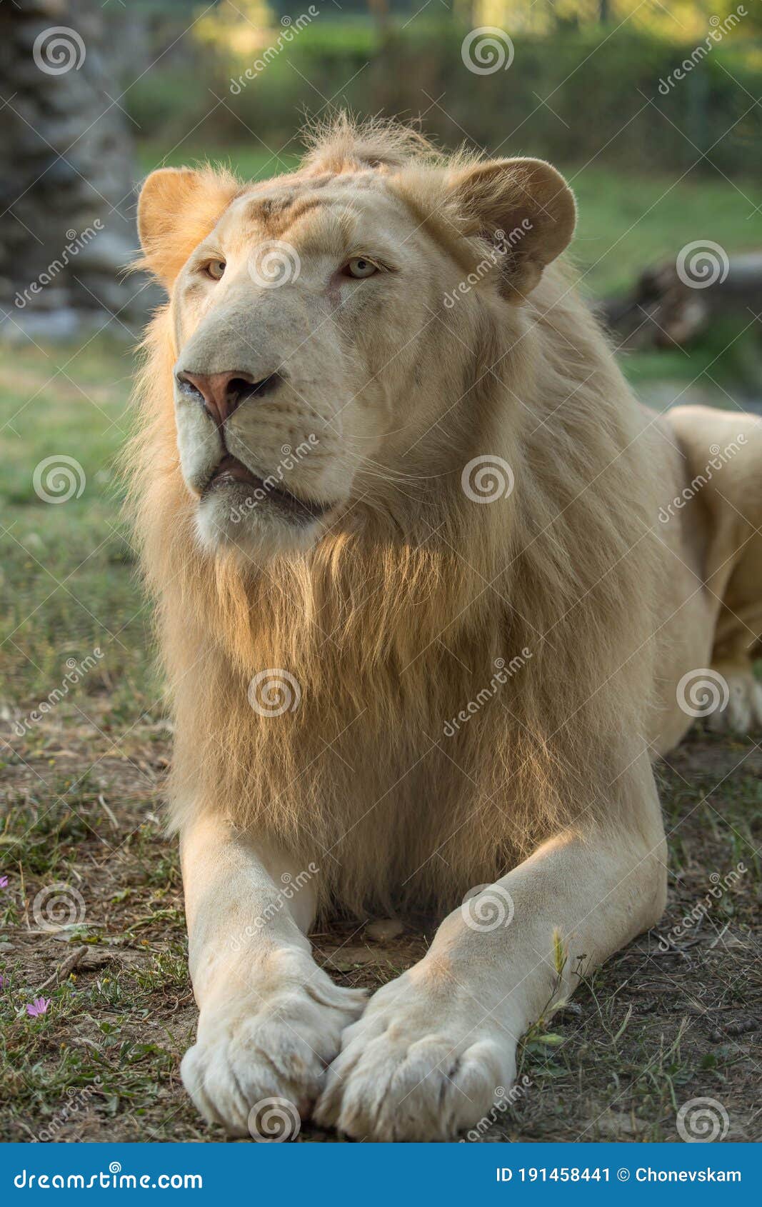 Lion sitting and posing stock image. Image of male, lion - 191458441