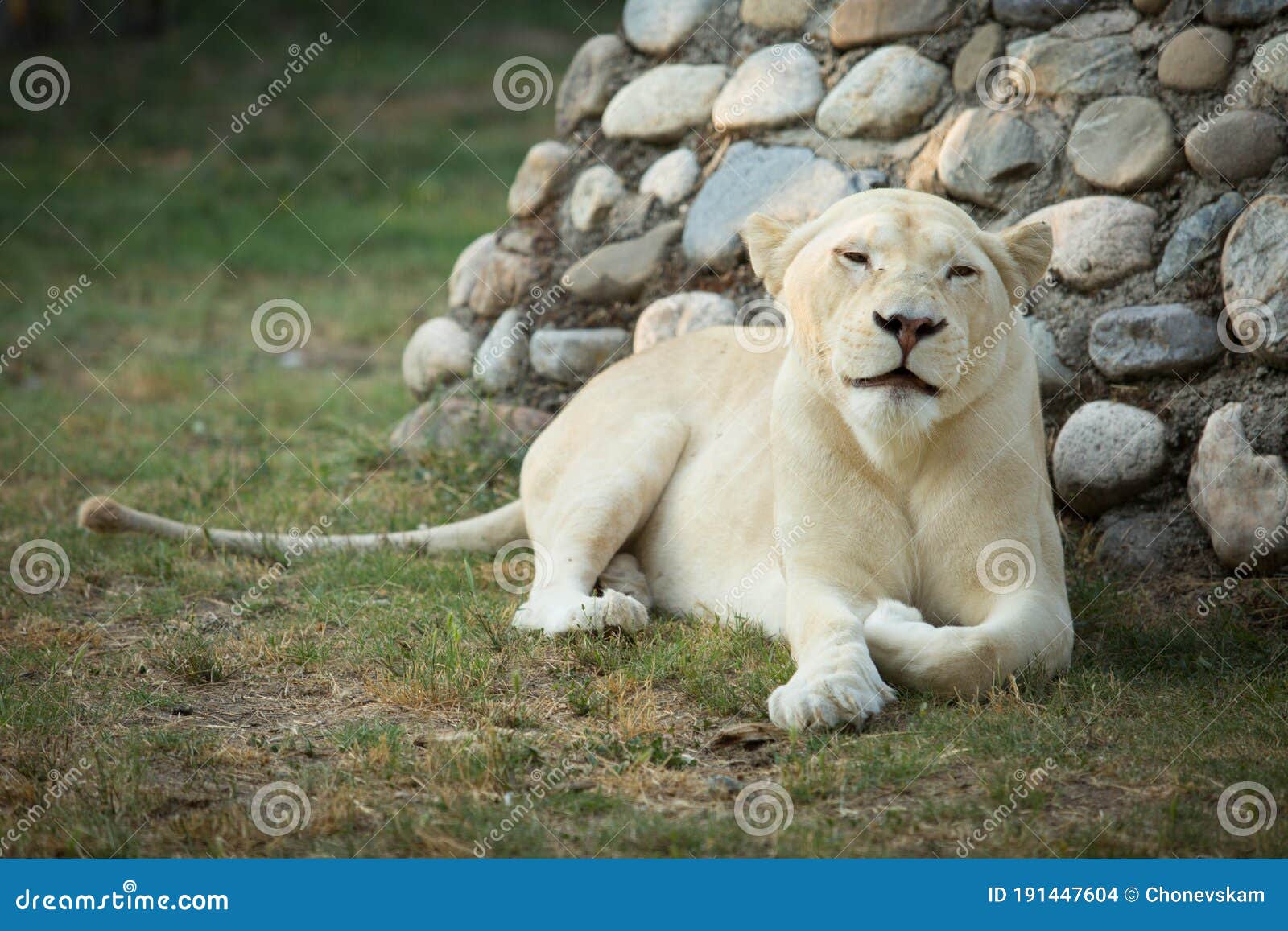 Lion sitting and posing stock photo. Image of expressive - 191447604