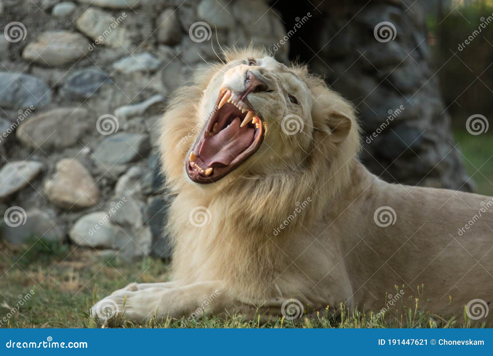 Lion sitting and posing stock image. Image of mouth - 191447621