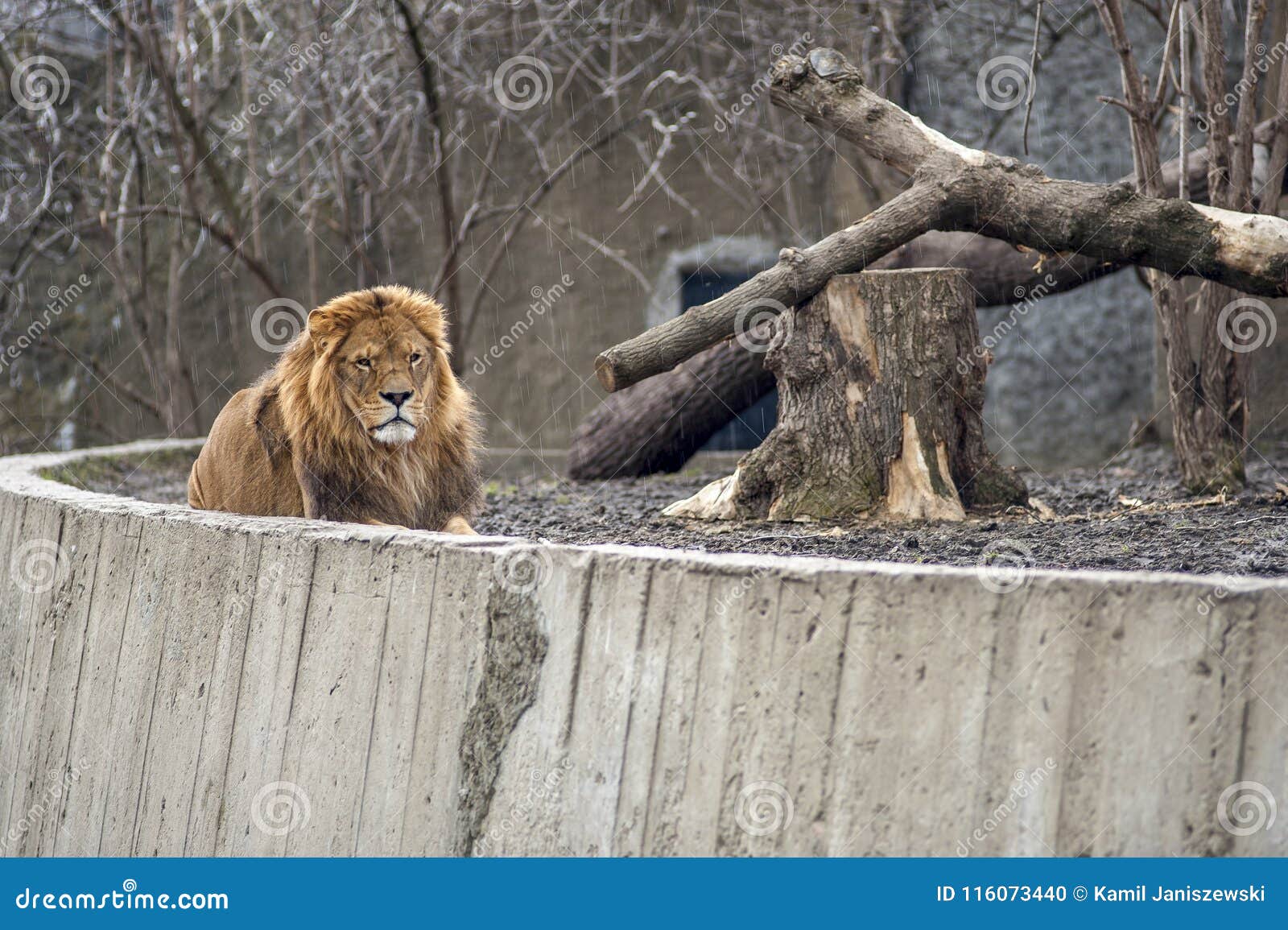A Lion sitting in the rain stock photo. Image of danger - 116073440