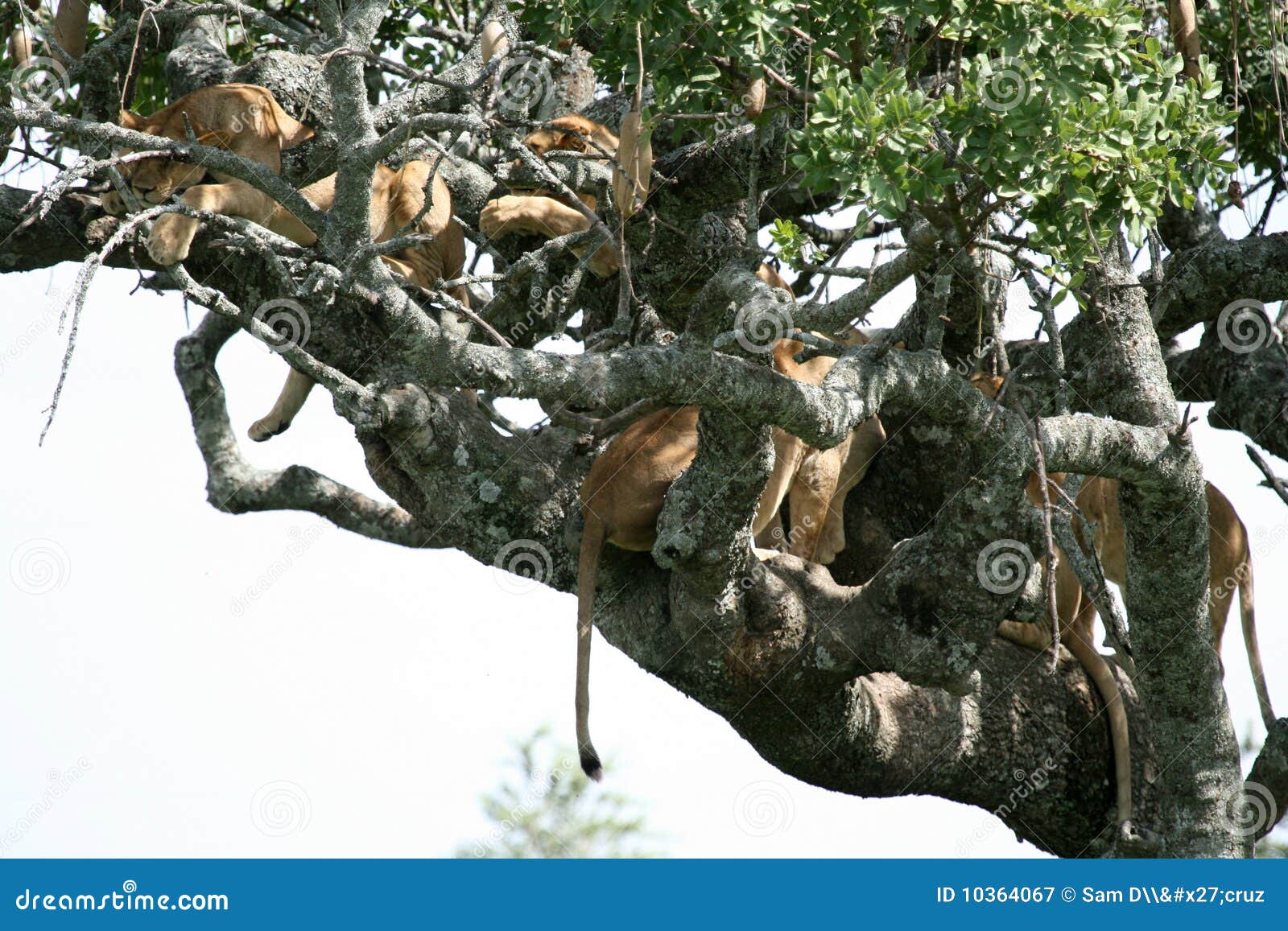 Lion Sitting in Tree - Serengeti, Africa Stock Image - Image of ...
