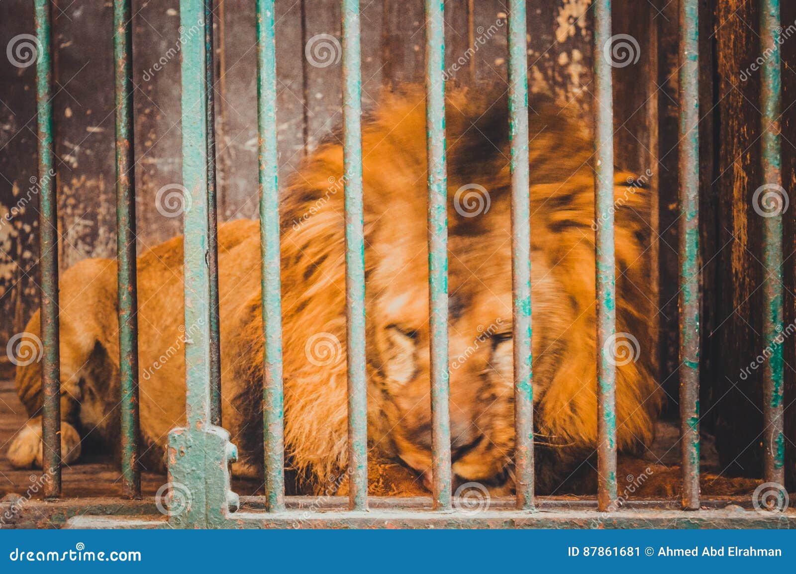 Lion sleep in cage stock image. Image of background, carnivore - 87861681