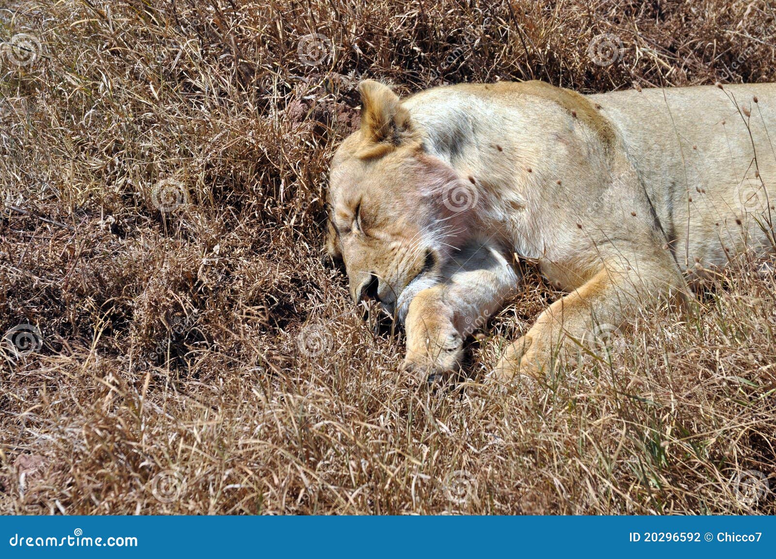 Lion sleeping stock photo. Image of sleeps, africa, tanzania - 20296592