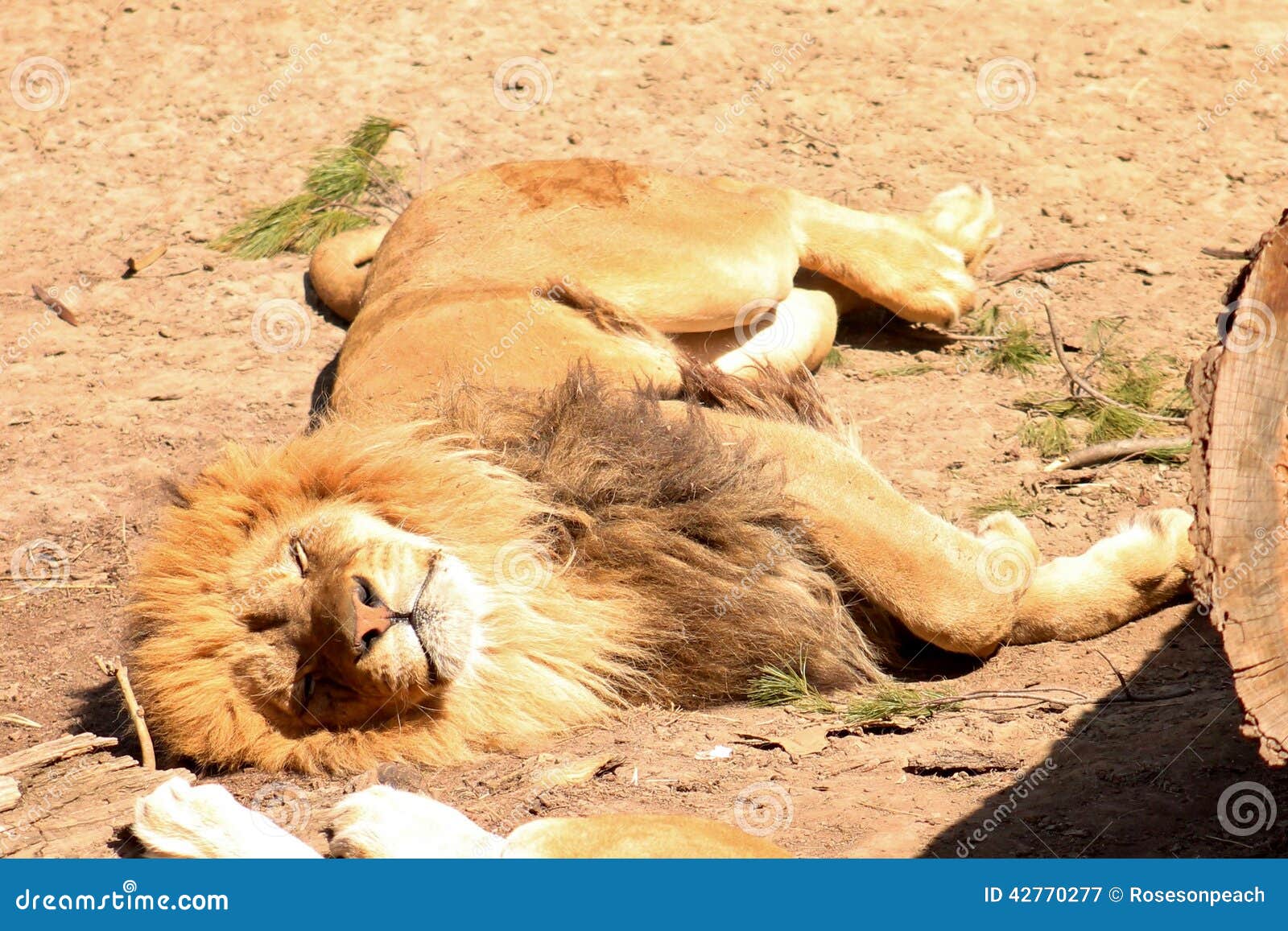 Lion Sleeping in the Heat of the Day Stock Image - Image of yellow ...