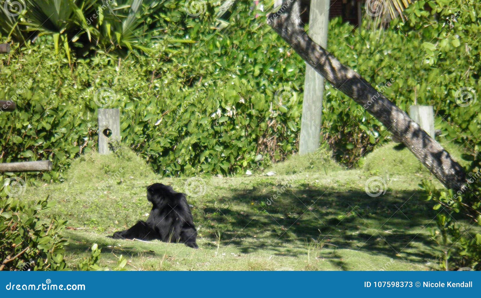 Monkeys stock image. Image of naples, monkeys, grass - 107598373