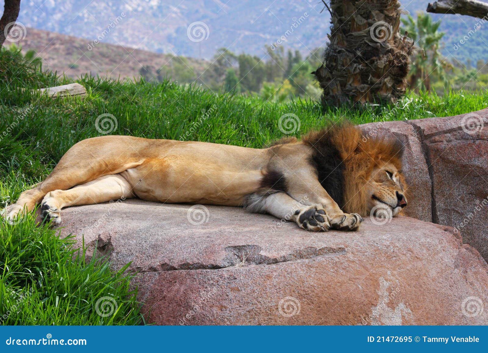 Lion Sleeping At Dartmoor Zoo. Stock Photography | CartoonDealer.com ...