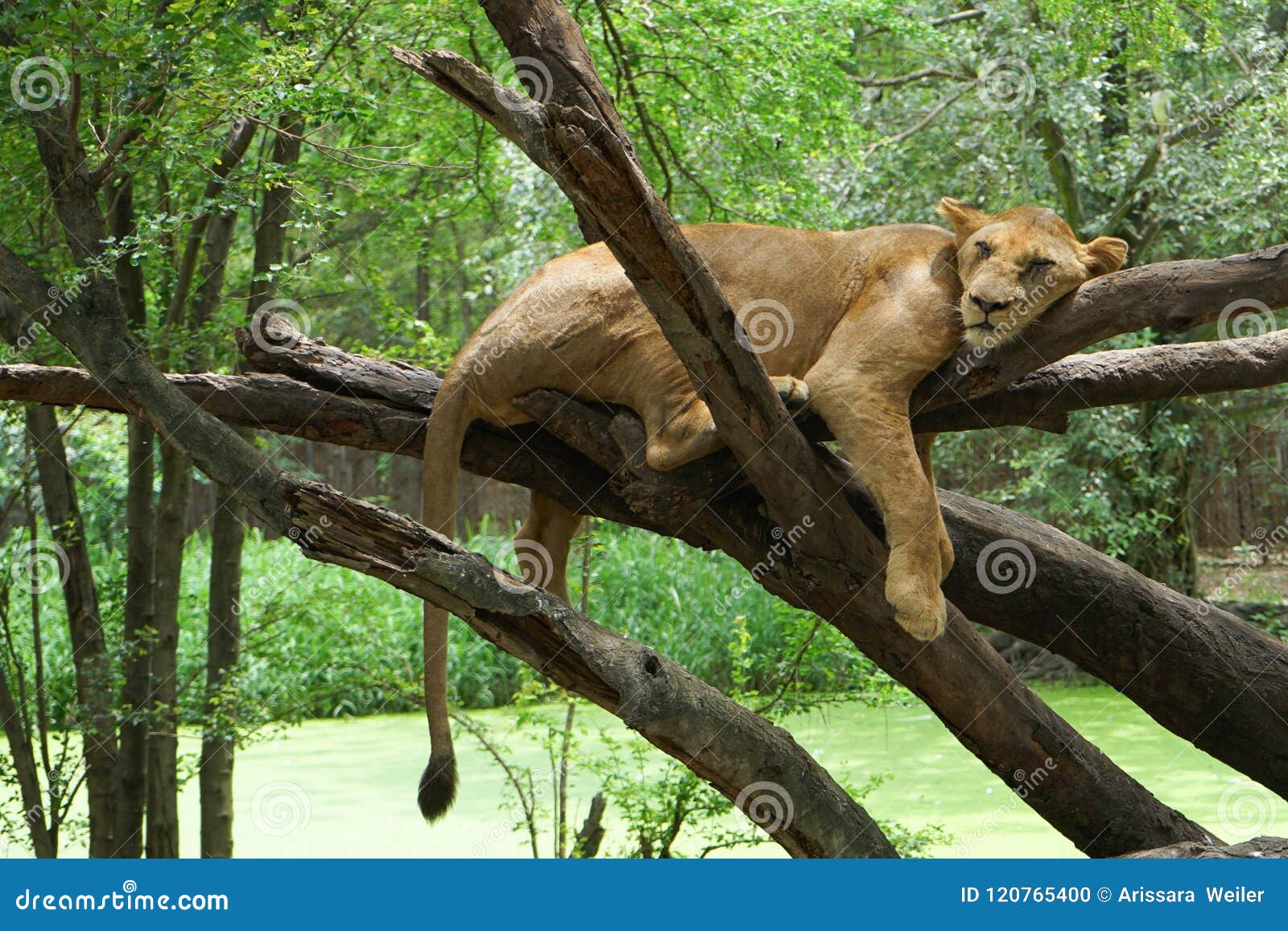 A Lion is Sleeping on the Tree Stock Photo - Image of cute, sleep ...