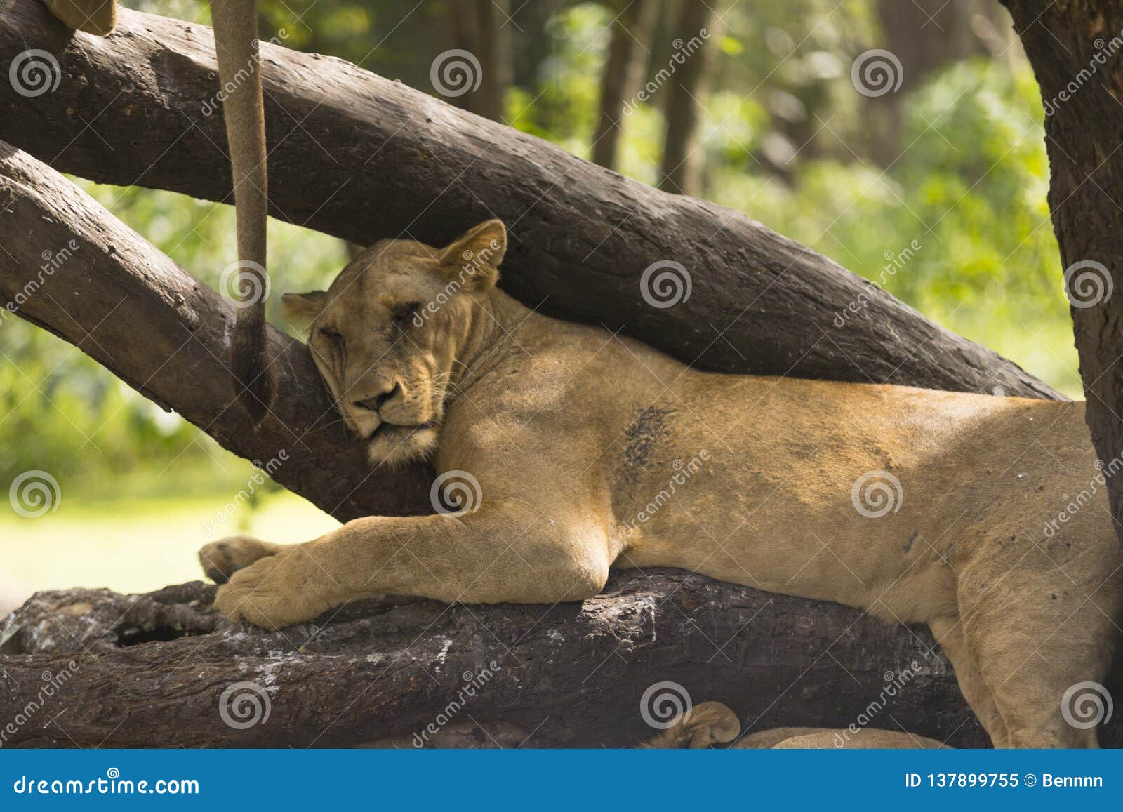 A Lion is Sleeping on the Tree Stock Image - Image of lion, relax ...