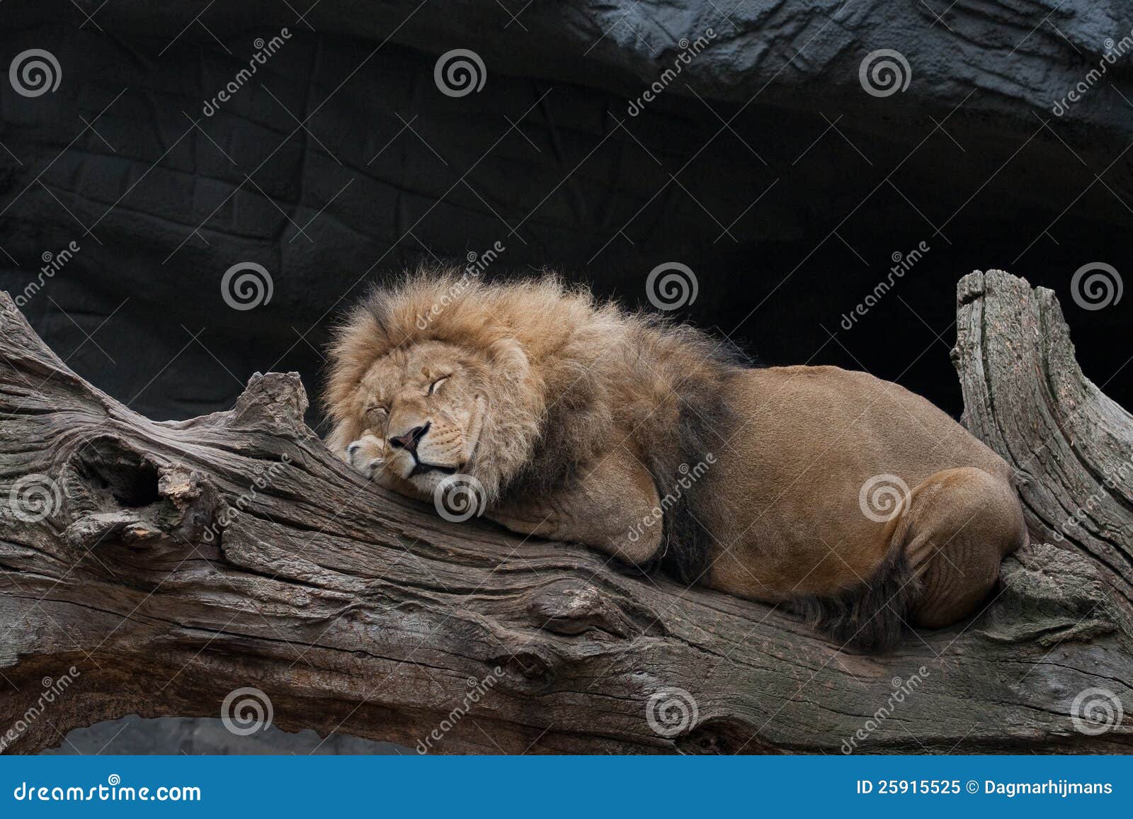 Lion Sleeping At Dartmoor Zoo. Stock Photography | CartoonDealer.com ...